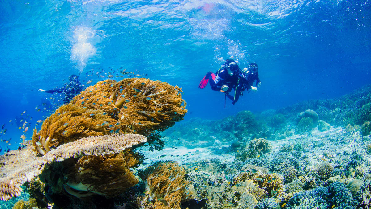 Meridian Adventure Dive Resort, Raja Ampat | Indonesia Destination ...