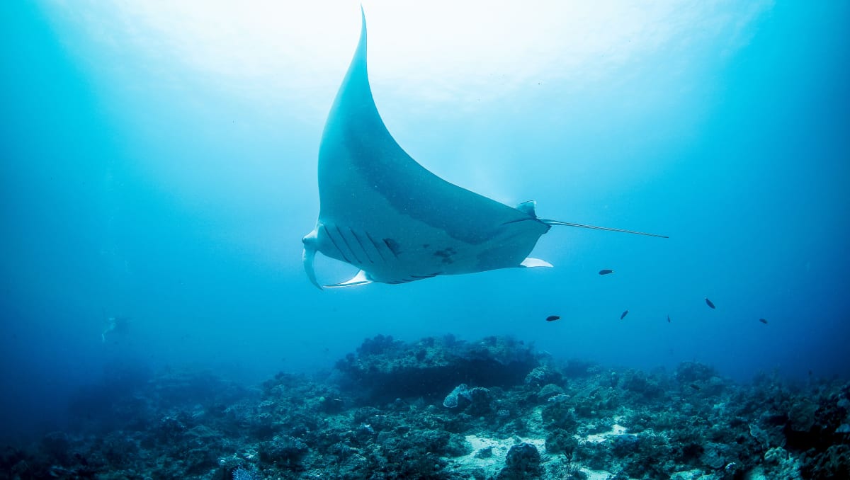 Meridian Adventure Dive Resort, Raja Ampat | Indonesia Destination ...