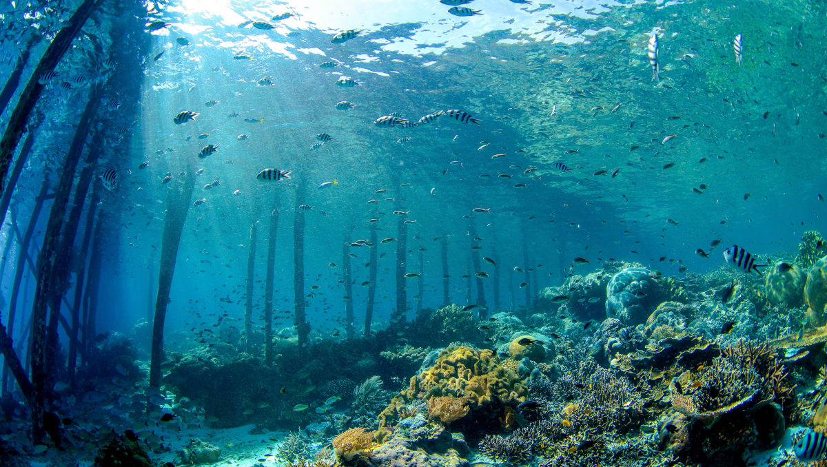Meridian Adventure Dive Resort, Raja Ampat | Indonesia Destination ...
